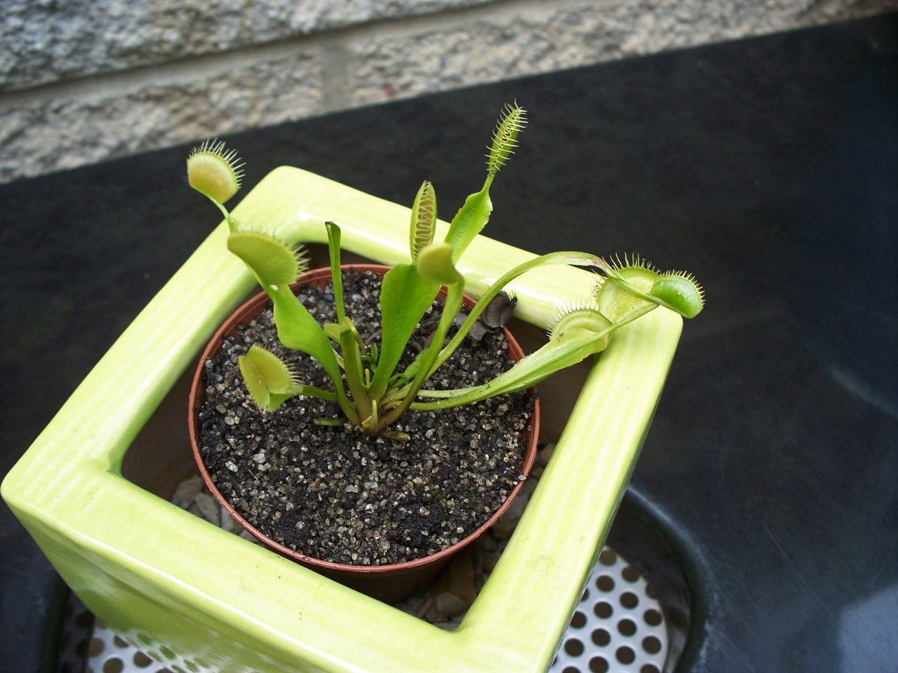 Venus atrapamoscas - Carnívoras Planet